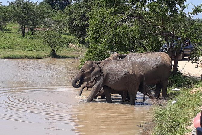 udawalawa One Day Tour - Final Thoughts on Value and Experience