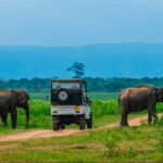 Udawalawe National Park Jeep Safari From Ella / Bandarawela - The Itinerary: A Closer Look