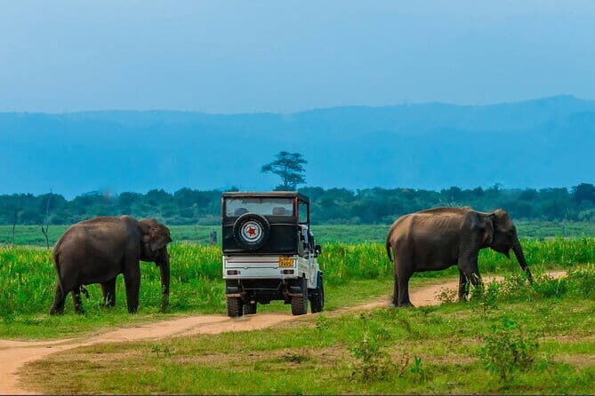 Udawalawe National Park Jeep Safari From Ella / Bandarawela - The Itinerary: A Closer Look