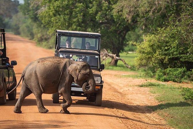 Udawalawe National park Safari From Galle/Mirissa/Weligama (All inclusive) - Who Will Love This Tour?