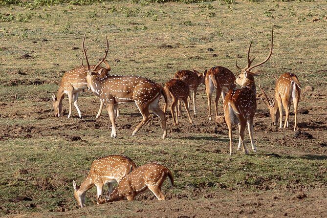 Udawalawe National Park Safari from Kalutara - Who Should Consider This Tour?
