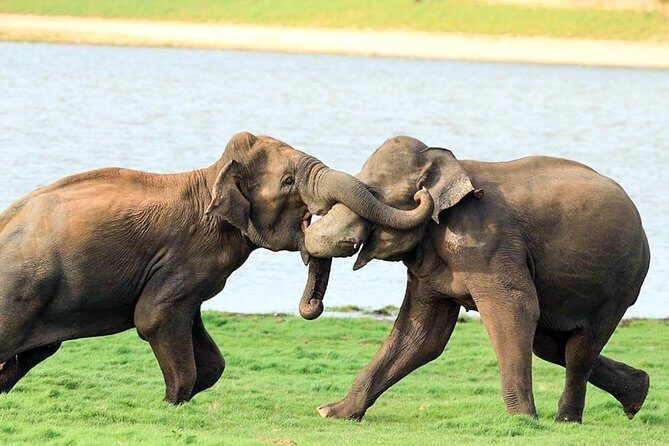 Udawalawe National Park Safari from Mount Lavinia - The Value of the Experience