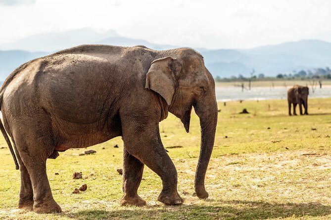 Udawalawe National Park Safari from Panadura - Exploring the Tour Itinerary
