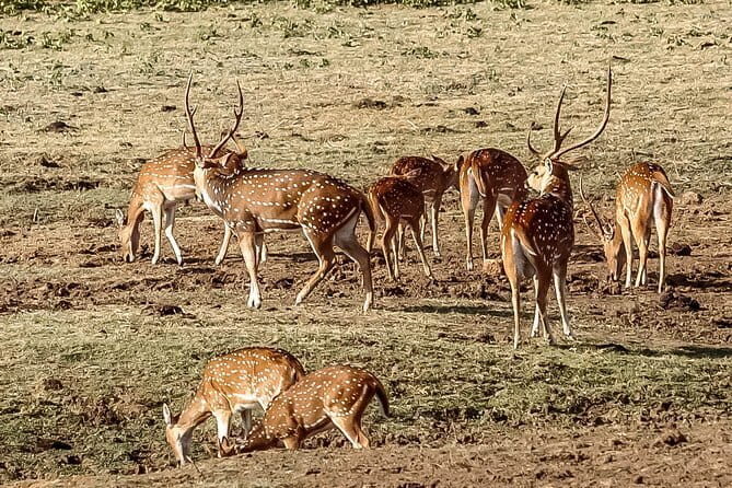 Udawalawe National Park Safari from Tangalle - What to Expect from the Tour