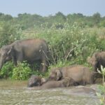 Udawalawe National Park Safari from Yala - An Authentic Experience with Practical Benefits