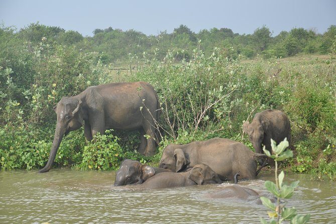 Udawalawe National Park Safari from Yala - An Authentic Experience with Practical Benefits