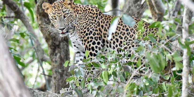Udawalawe National Park: Safari with Experienced Driver - The Itinerary and What to Expect