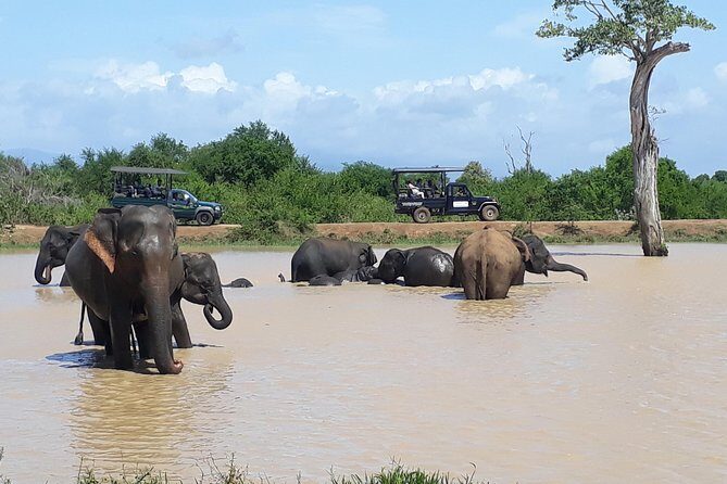 Udawalawe Safari Day Tour From Kandy - Price & Value: Is It Worth It?