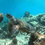 Ukulhas Tour A - 3 Points Snorkeling Tour - What to Expect in Terms of Marine Life