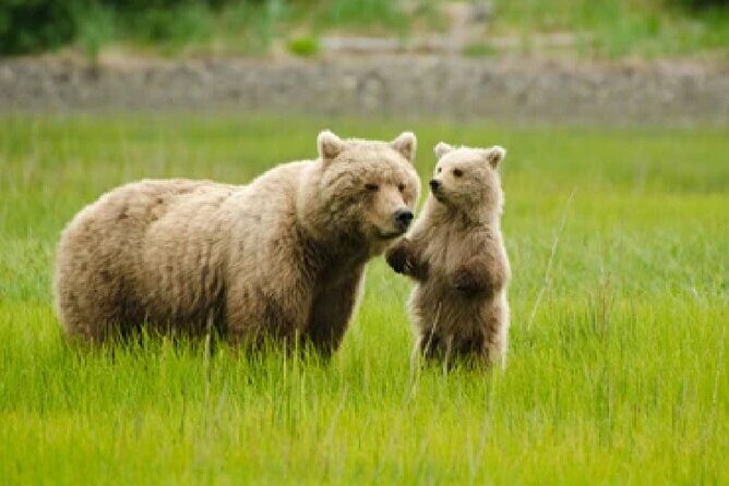 Ultimate Alaskan Adventure: Ocean Wildlife to Interior Wilderness 9 Day/8 Nights - Day 4-6: Seward, Kenai Fjords, and Coastal Wildlife