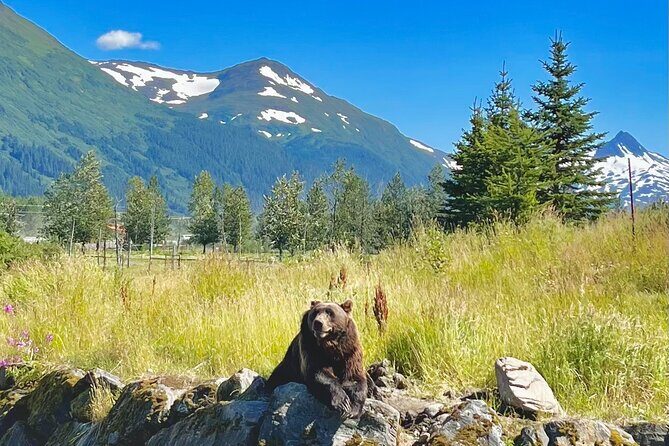 Ultimate Anchorage Summer Wildlife Tour - Authentic Experiences from Other Travelers