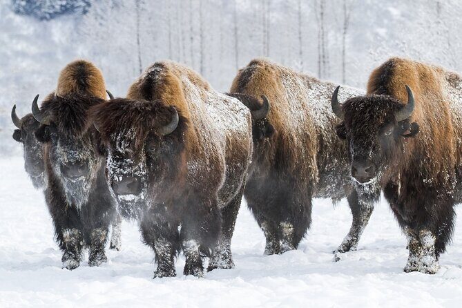 Ultimate Anchorage Winter Wildlife & Sunset Tour - Who Will Love This Tour?