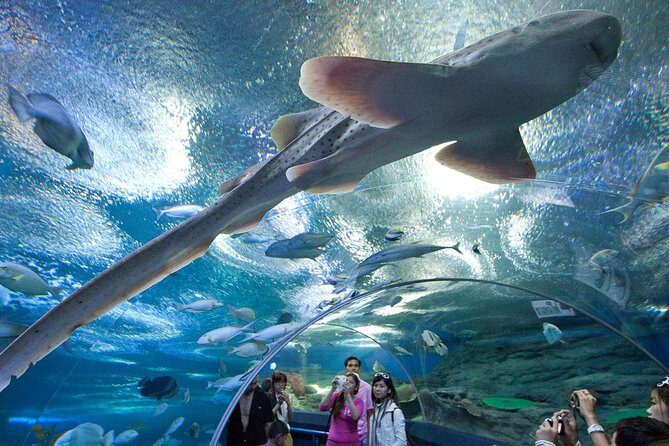 Underwater World at Pattaya Admission Ticket - Authentic Visitor Insights