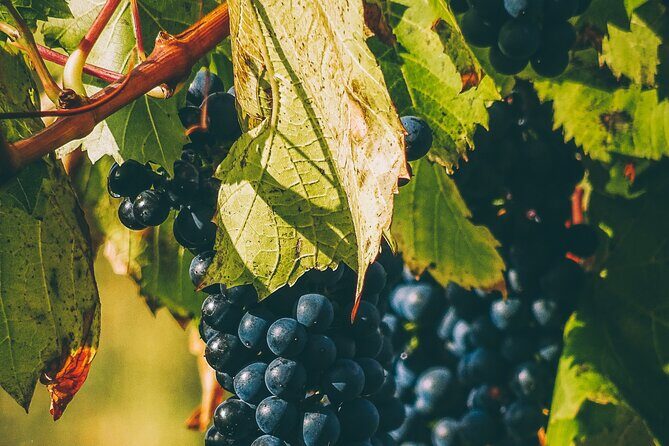 Valle de Guadalupe Winery and Vineyard Tour from San Diego - The Food and Beverage Experience