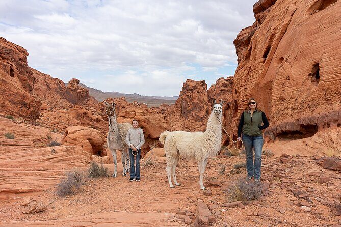 Valley of Fire Llama Hikes - The Itinerary in Detail