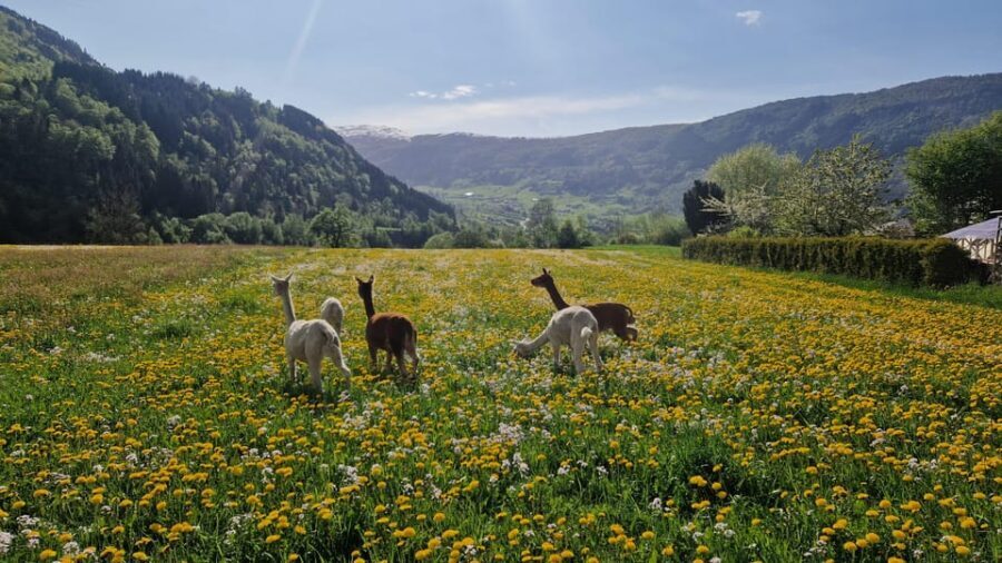 Vik: Hiking Tour With Farm Visit - Animal Encounters and Farm Life