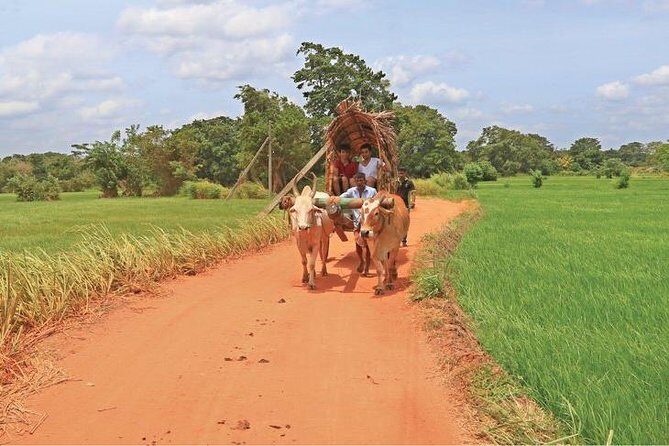 Village Trekking Tour Sigiriya - Exploring Rural Sri Lanka: Farm Life and Traditional Living