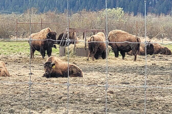 VIP Tour from Anchorage to Alaska Wildlife Conservation Center - Authentic Insights from Reviews