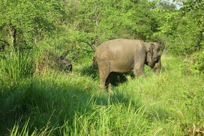 Visit Jeep Safari at Minneriya National Park From Kandy - The Journey to Minneriya: Comfort and Scenic Views