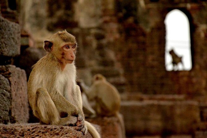 Visit of Lopburi, the monkey's city, from Bangkok with your English-speaking guide - Authentic Insights from Reviews
