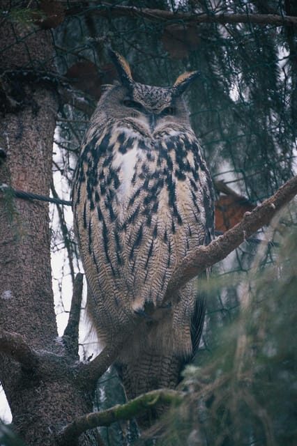 Visit Ranua Wildlife Park with Photographer - Exploring the Ranua Wildlife Park Tour in Detail