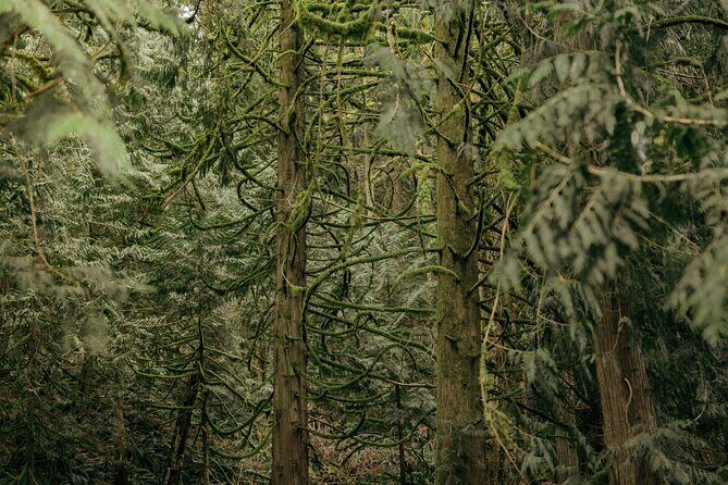 Visit Snoqualmie waterfall and an old Forest (Transport Included) - Who This Tour Suits Best