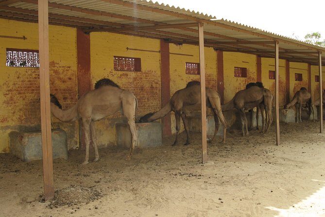 Visit to National Camel Research Center - Who Will Enjoy This Tour?