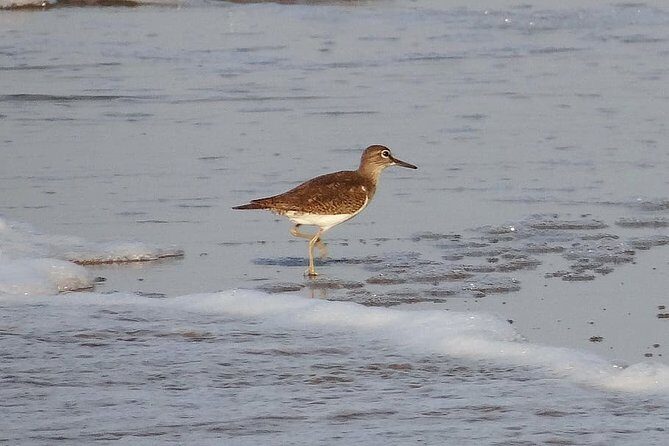 Visit to Vedanthangal Bird Sanctuary from Chennai - Final Thoughts