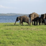 Visiting the historical Polonnaruwa Ruins and Minneriya Safari - Who Will Love This Tour?