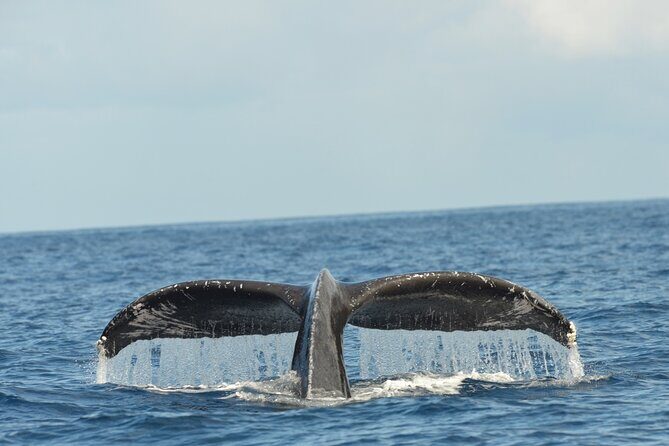 Waikiki Sunset Cruise Catamaran Boat Tour on Oahu - Unique Features: The Tuesday Night Special