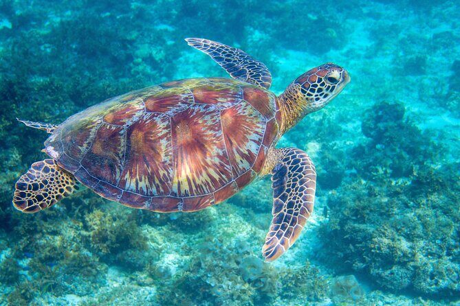 Waikiki Turtle Snorkeling Tour - What Travelers Think