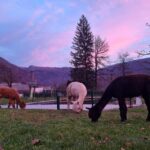 Walking with alpacas - Domaija Loncnar - Bohinj - What to Expect: From Farm to Countryside