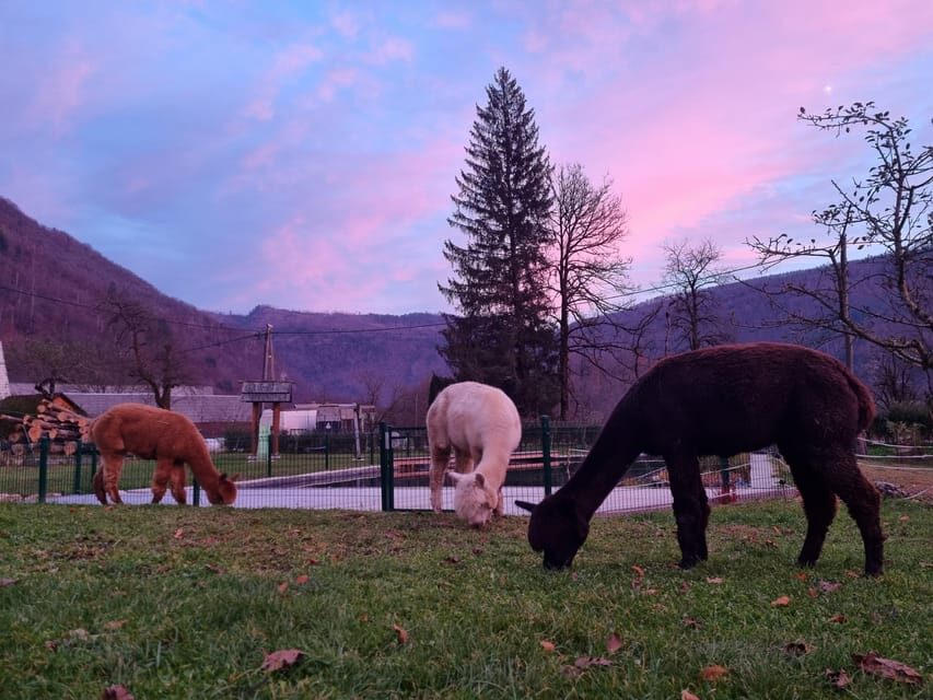 Walking with alpacas - Domaija Loncnar - Bohinj - What to Expect: From Farm to Countryside