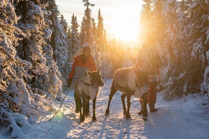 Walking with Reindeer Experience - Who Should Consider This Tour?
