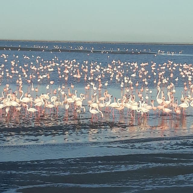 Walvis Bay: Catamaran Cruise and Sandwich Harbour Tour - Final Thoughts: Who Will Love This Tour?