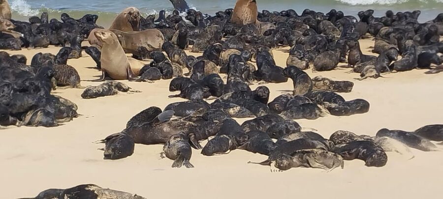 Walvis Bay: Kayaking and Sandwich Harbour Full-Day Tour - FAQ