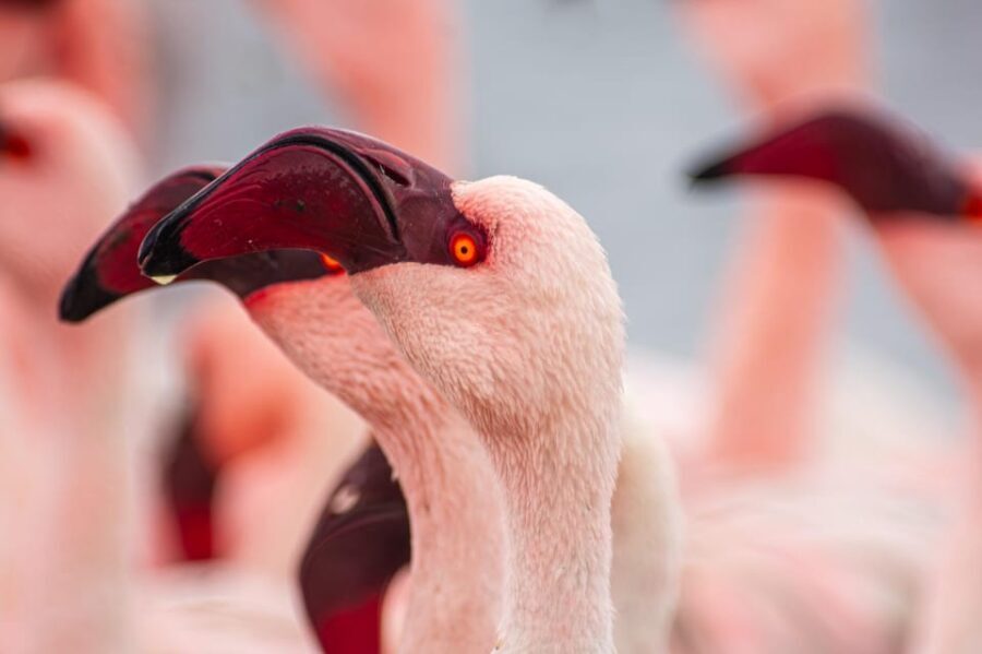 Walvis Bay : Pelican Point Birding and Cape Fur seal tour - Pelican Point: The Heart of the Experience