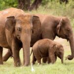 Wasgamuwa National Park | Private Safari - Authentic Experiences and Traveler Insights