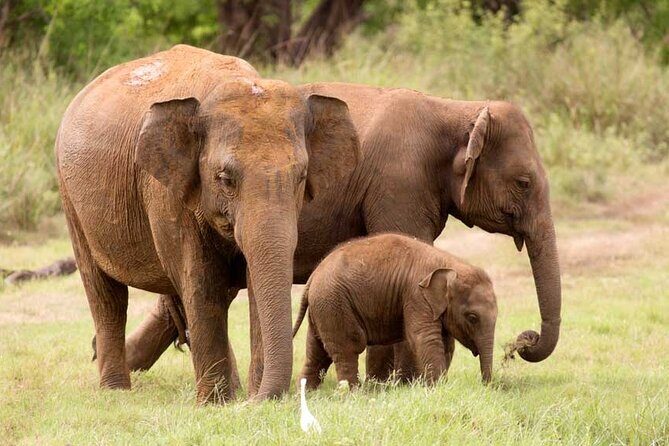 Wasgamuwa National Park | Private Safari - Authentic Experiences and Traveler Insights