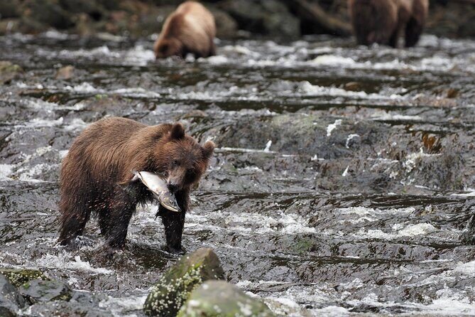 Waterfall Creek Brown Bear Viewing Juneau - What’s Included and What to Expect