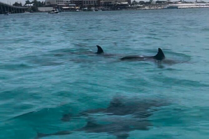Waverunner Dolphin Tour - Pricing and Value