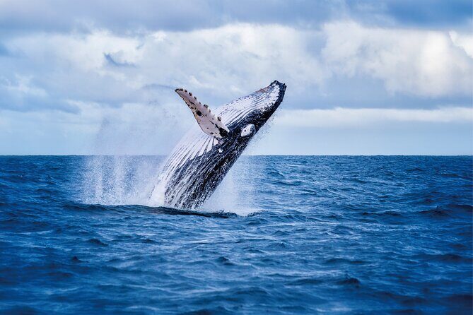 West Oahu Whale Watching & Turtle Snorkeling - What the Reviews Tell Us