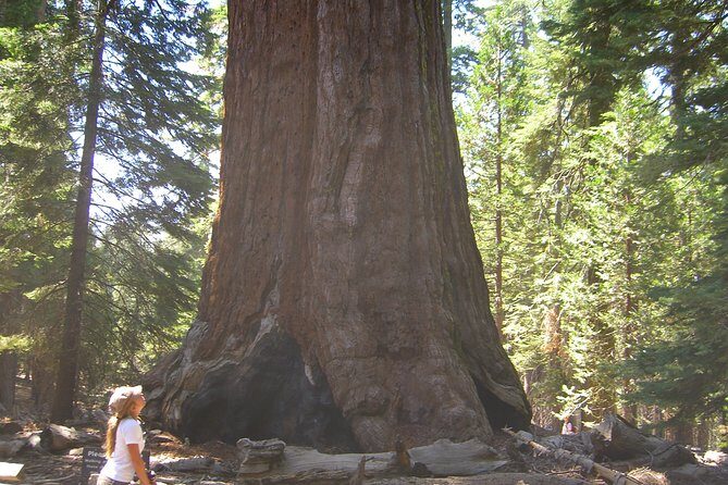 Western National Parks 7 Day Explorer Lodging - Why This Tour Offers Real Value