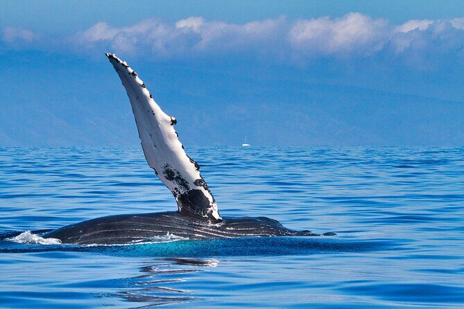 Whale and Dolphin Watch Boat Cruise in Oahu - The Itinerary Breakdown