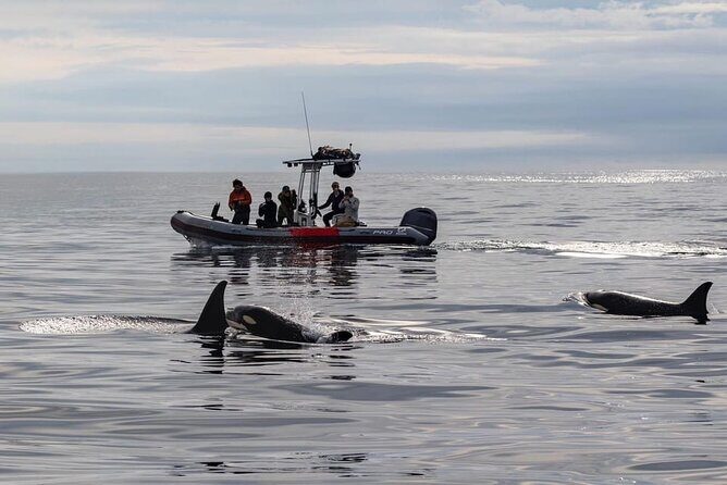 Whale and Dolphin Watching in San Diego Speedboat Tour - Considerations and Caveats