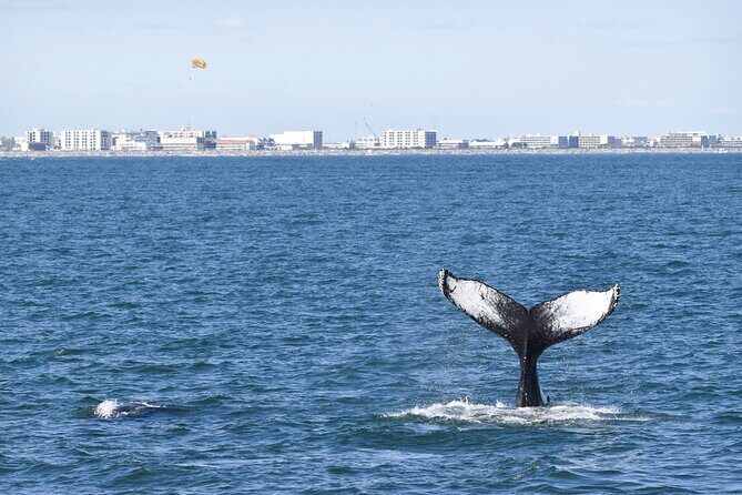 Whale Dolphin and Bird Watching Ecotour Cruise - Final Thoughts
