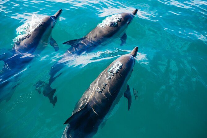 Whale & Dolphin Watching Trincomalee - The Pros and Cons