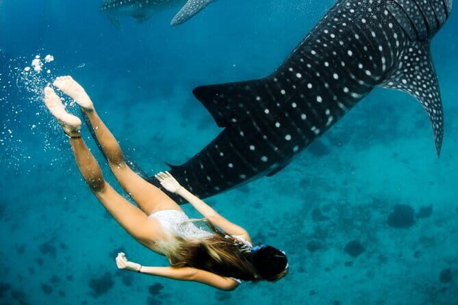 Whale Shark Maldives - Private Boat Charter for Snorkeling - The Pros and Cons
