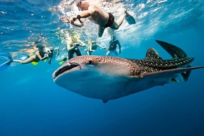 Whale Shark Watching + Simala Church Day Tour - Authentic Experiences and Practical Tips