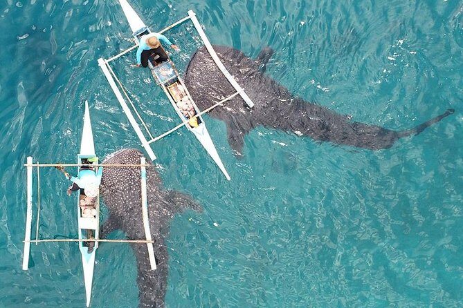 Whale Shark with Tumalog Falls & Sumilon Sandbar - Authentic Experiences and Communication
